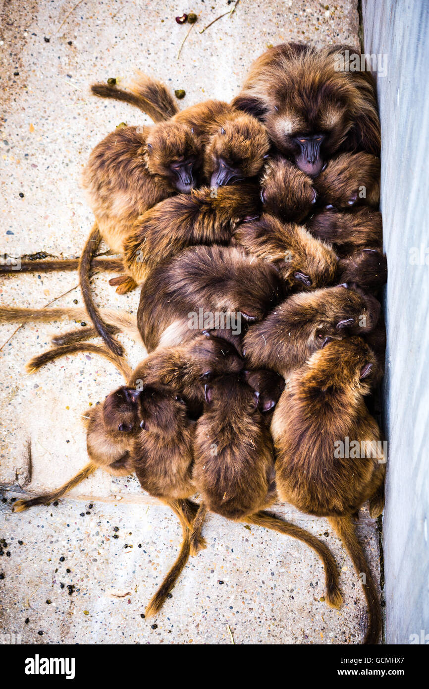 group of monkeys cuddle and snuggle close together Stock Photo - Alamy