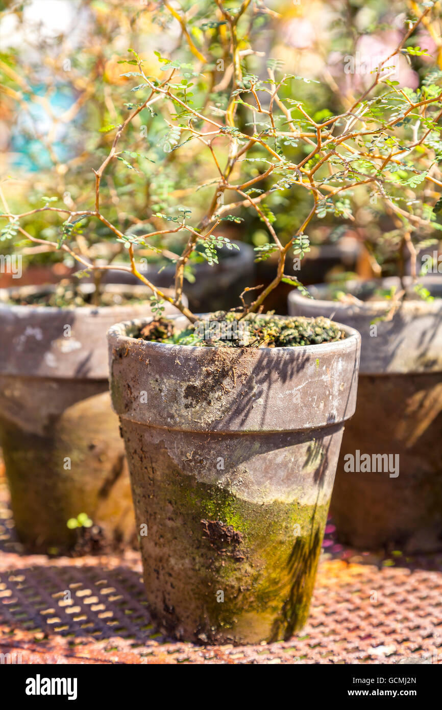 Image of old rustic plant pots Stock Photo - Alamy