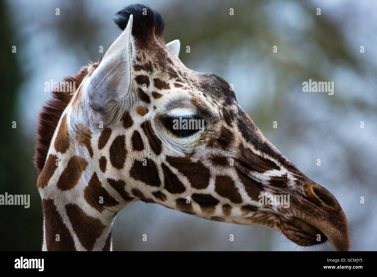Giraffe from the side hi-res stock photography and images - Alamy