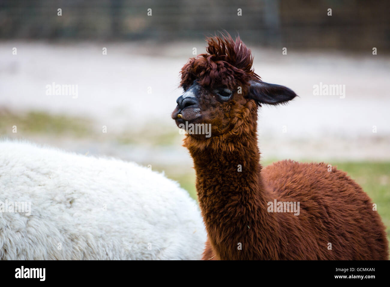 Colorful photograph of brown Alpaca with wild, messy, funny hair Stock ...