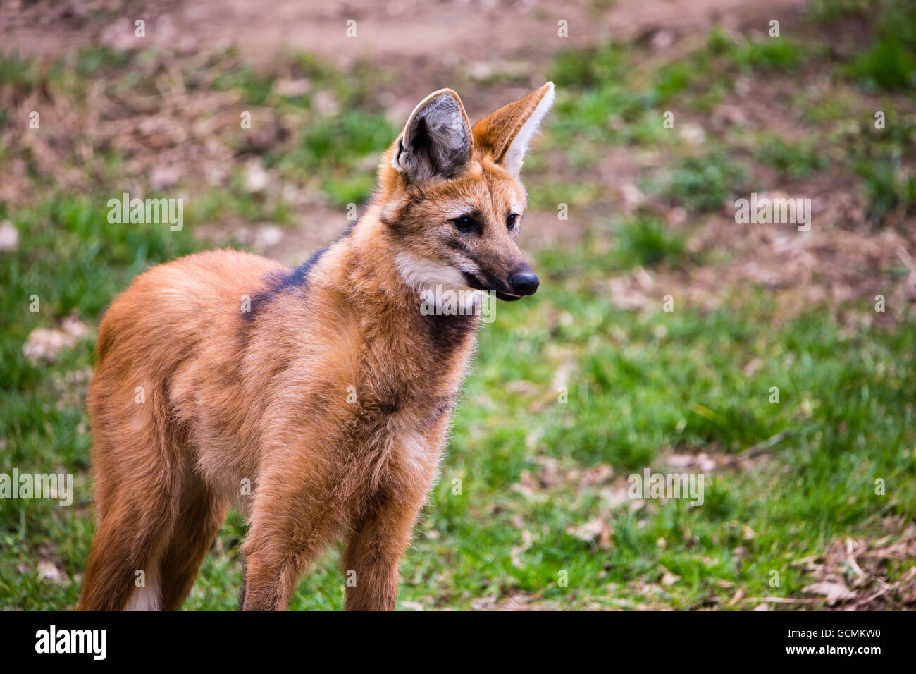 portrait of Maned wolf Chrysocyon brachyurus watching concentrated ...