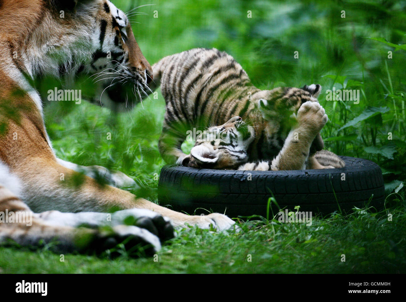 Ingrid, a Siberian Tiger watches her two as yet unnamed six week old ...