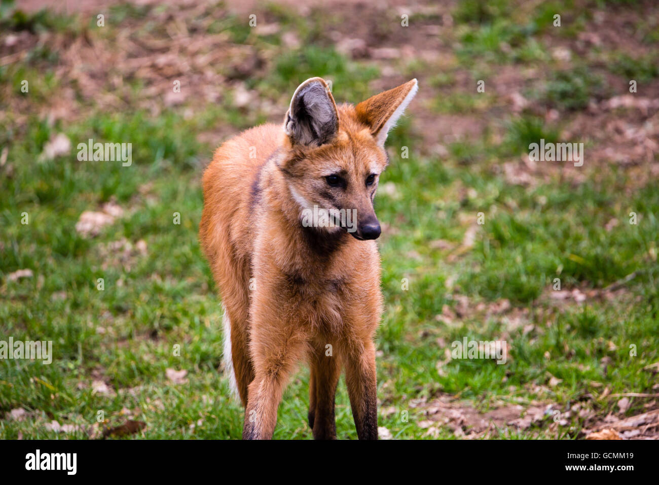 American mane wolf hi-res stock photography and images - Alamy