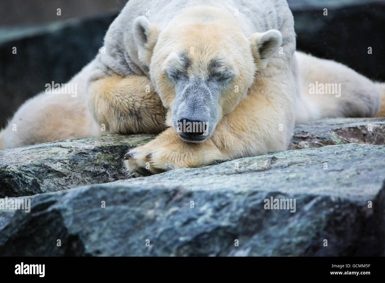 lazy sleeping ice polar bear portrait closeup Stock Photo - Alamy