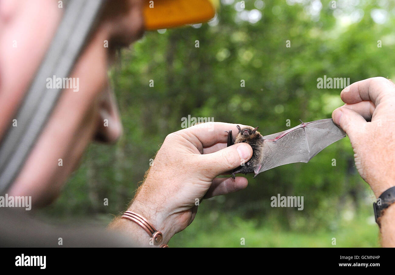 Bat counting in Dalby Forest Stock Photo - Alamy