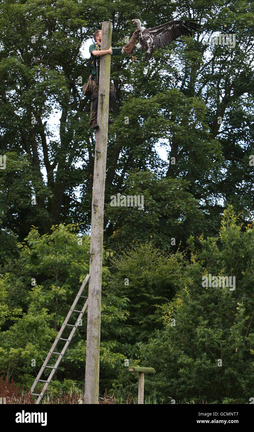 Ross Bibby, atop 25ft high telegraph pole, coaxing Alex the Vulture to ...
