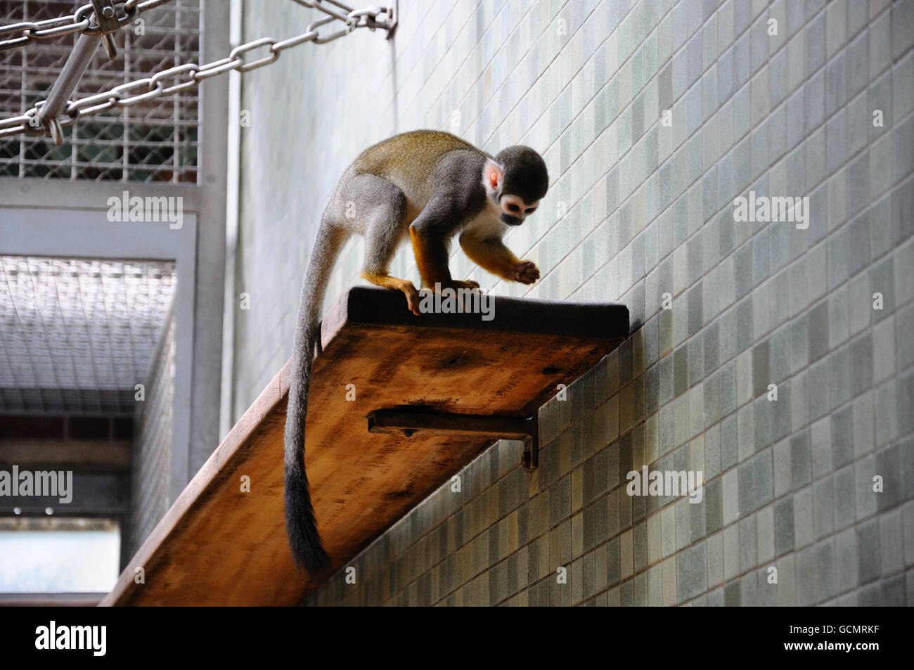Monkeys berlin zoo hi-res stock photography and images - Alamy