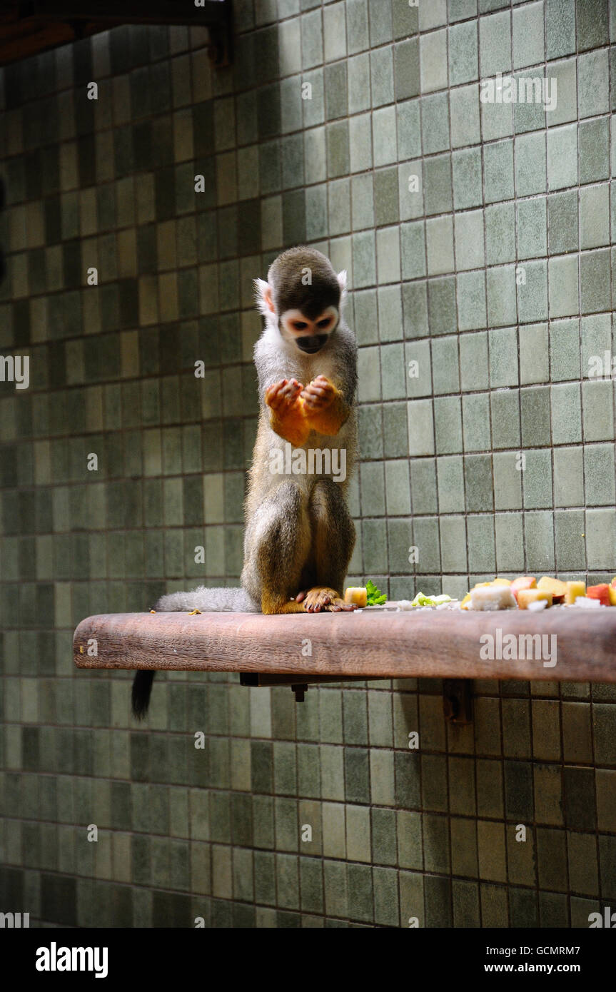 Monkeys berlin zoo hi-res stock photography and images - Alamy