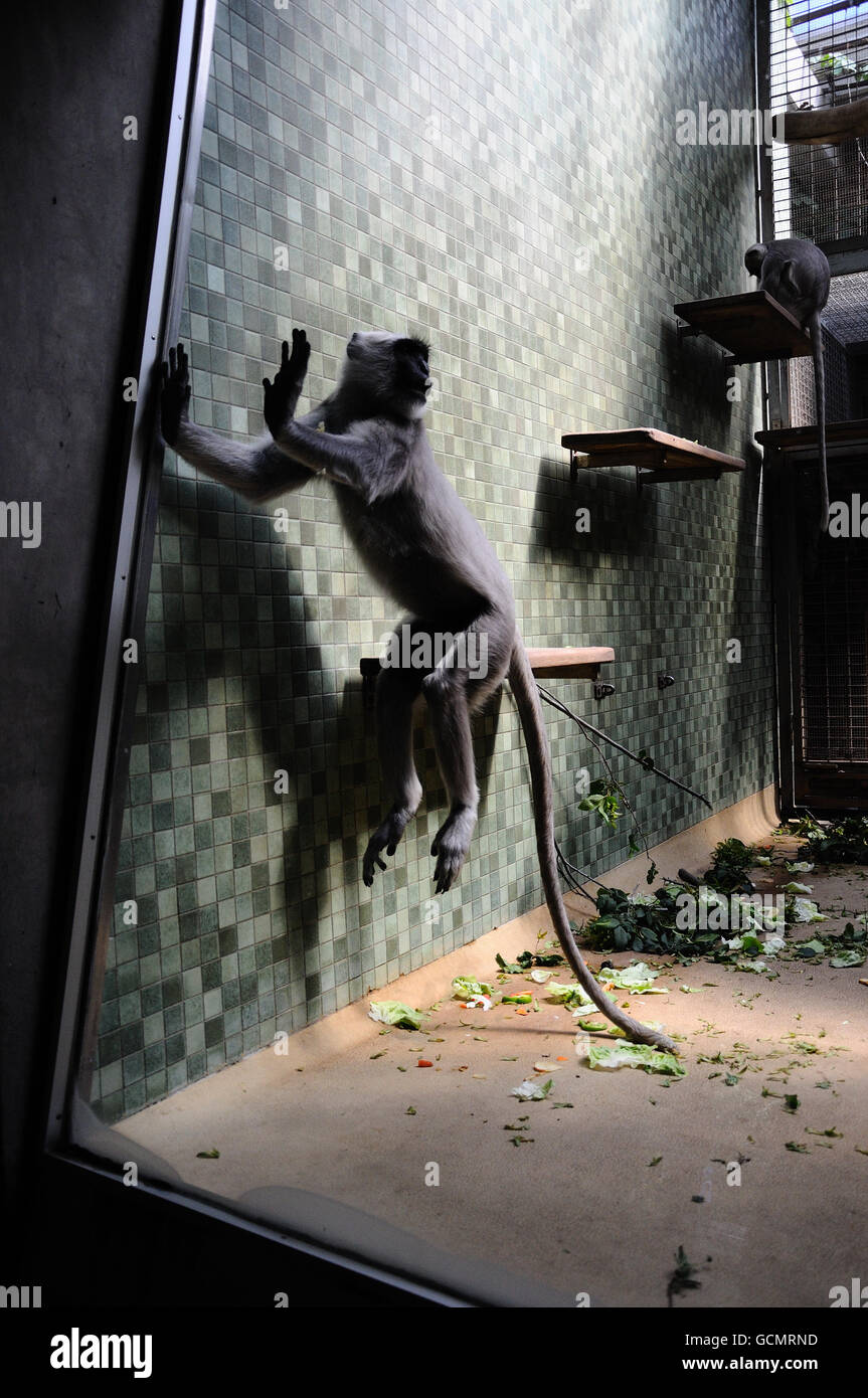 Monkeys berlin zoo hi-res stock photography and images - Alamy