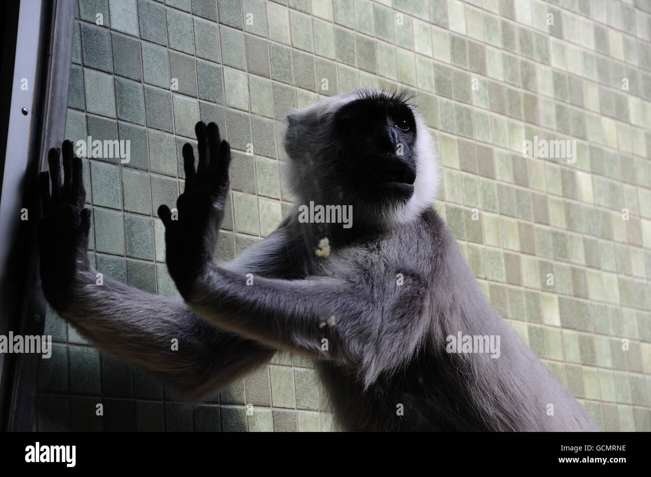 Monkeys berlin zoo hi-res stock photography and images - Alamy