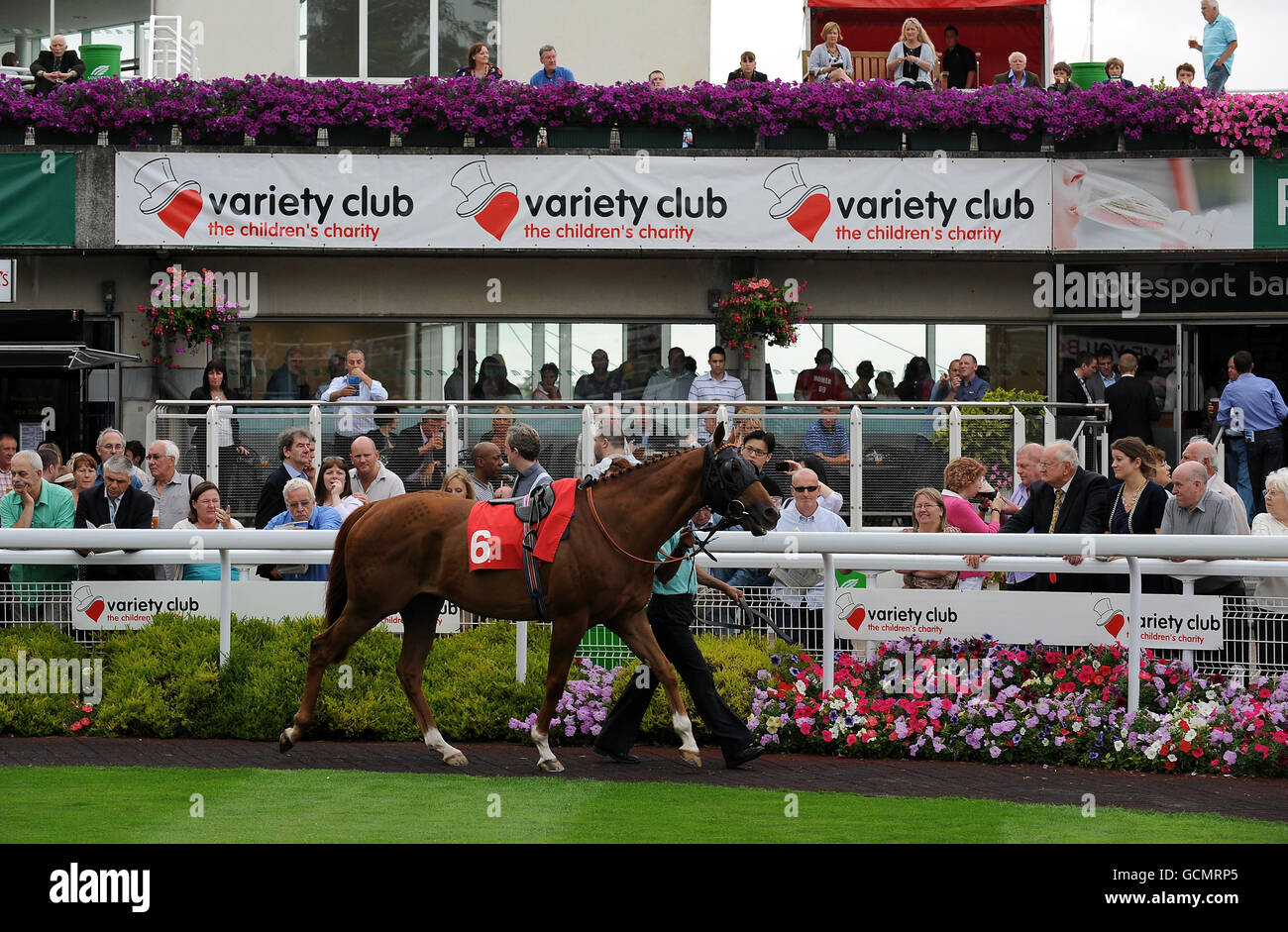 Horses are paraded in the parade ring at Sandown Park Stock Photo - Alamy