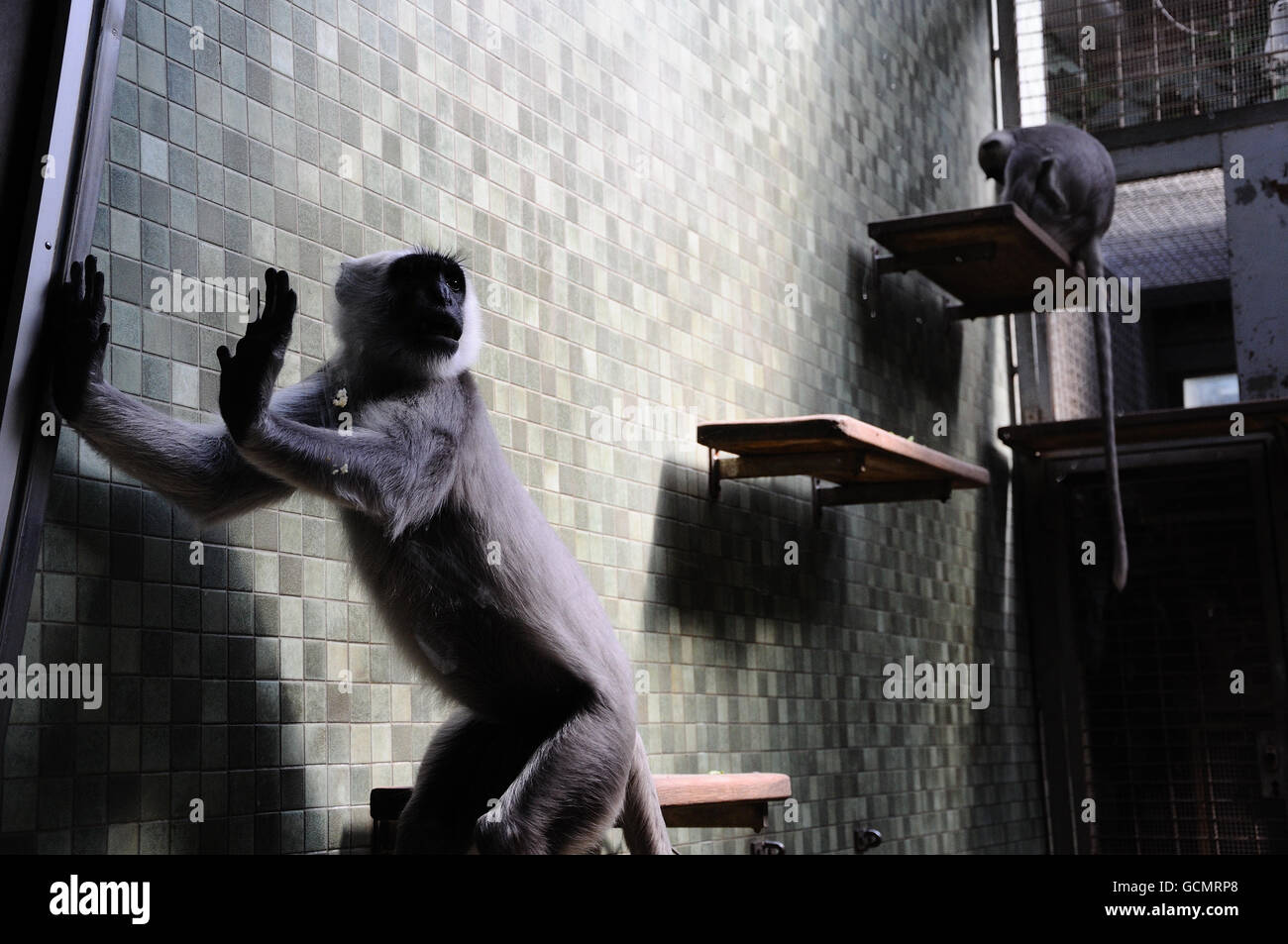 Monkeys berlin zoo hi-res stock photography and images - Alamy