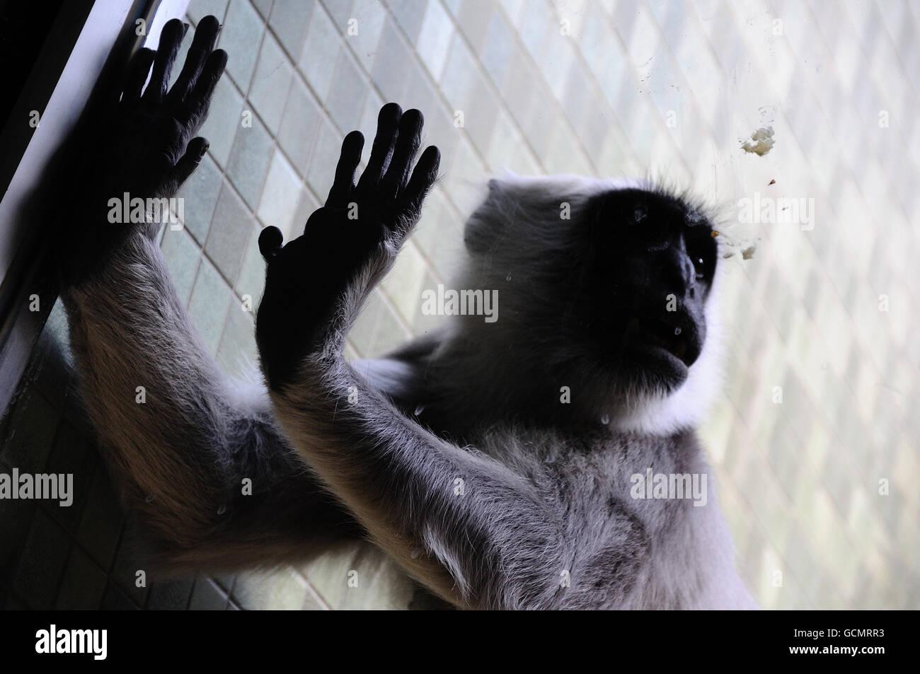 Monkeys berlin zoo hi-res stock photography and images - Alamy