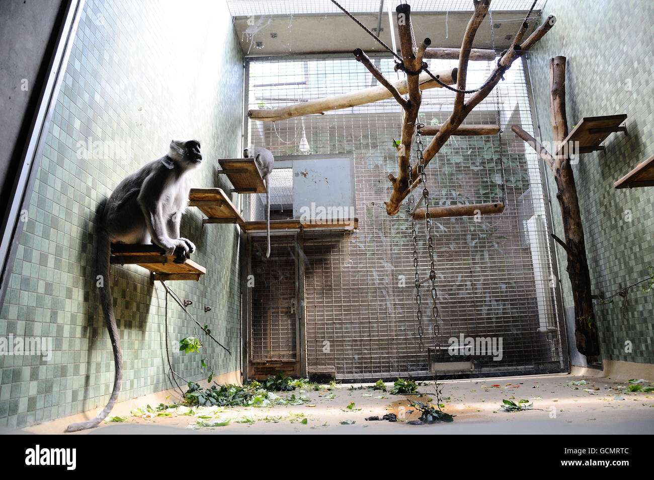 Monkeys berlin zoo hi-res stock photography and images - Alamy