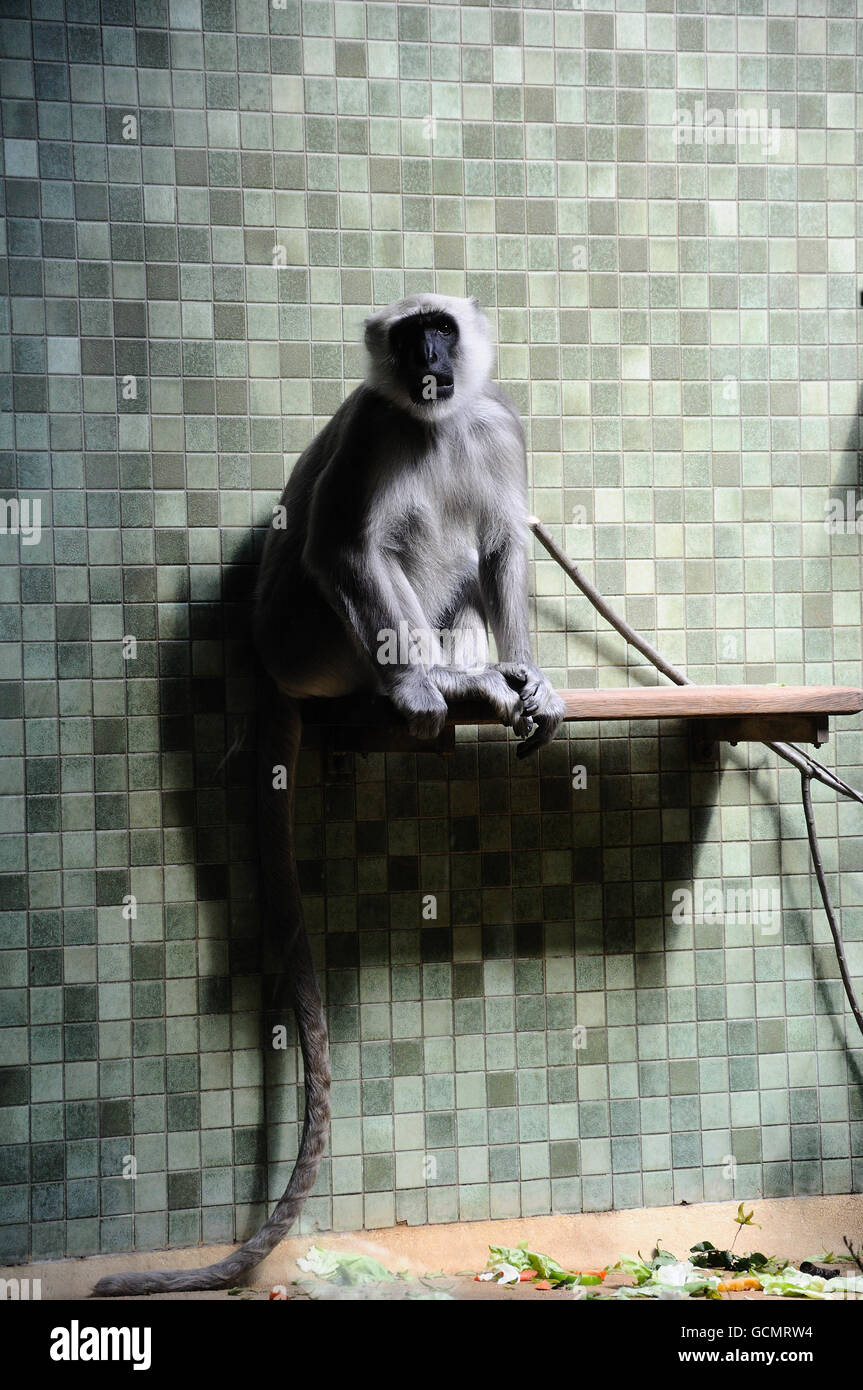 Monkeys berlin zoo hi-res stock photography and images - Alamy