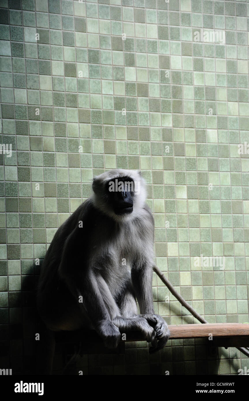 Monkeys berlin zoo hi-res stock photography and images - Alamy