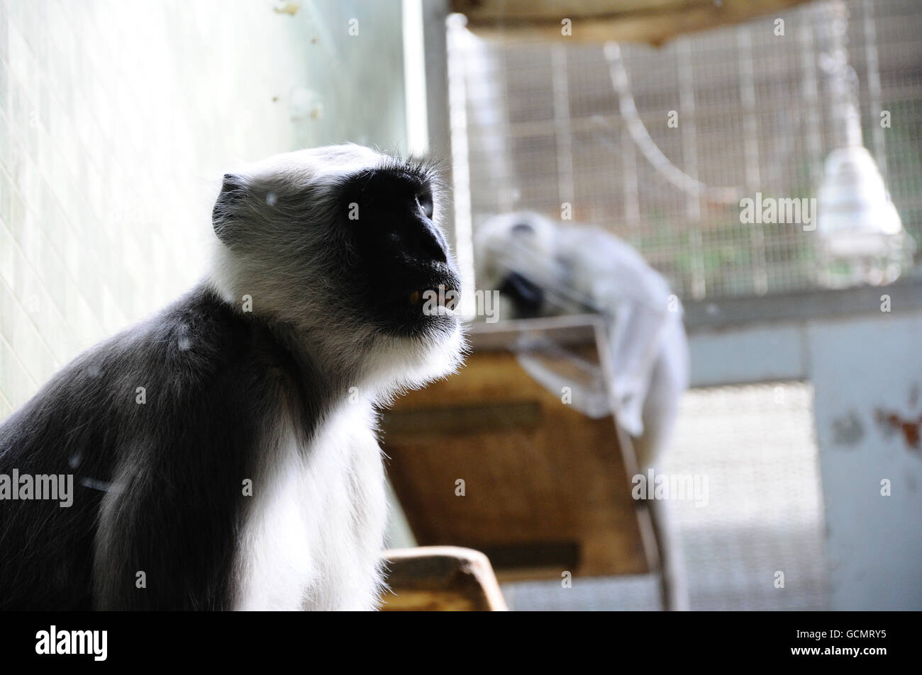 Monkeys berlin zoo hi-res stock photography and images - Alamy