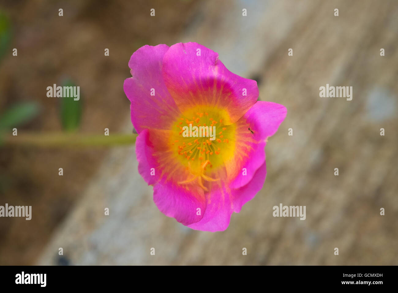 Blur and soft close up flower .(Selective focus Stock Photo - Alamy