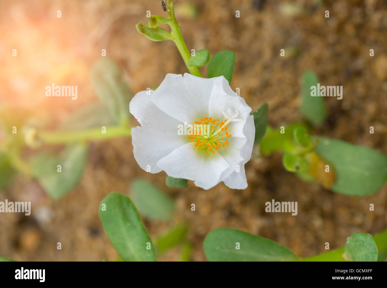 Blur and soft close up flower .(Selective focus Stock Photo - Alamy