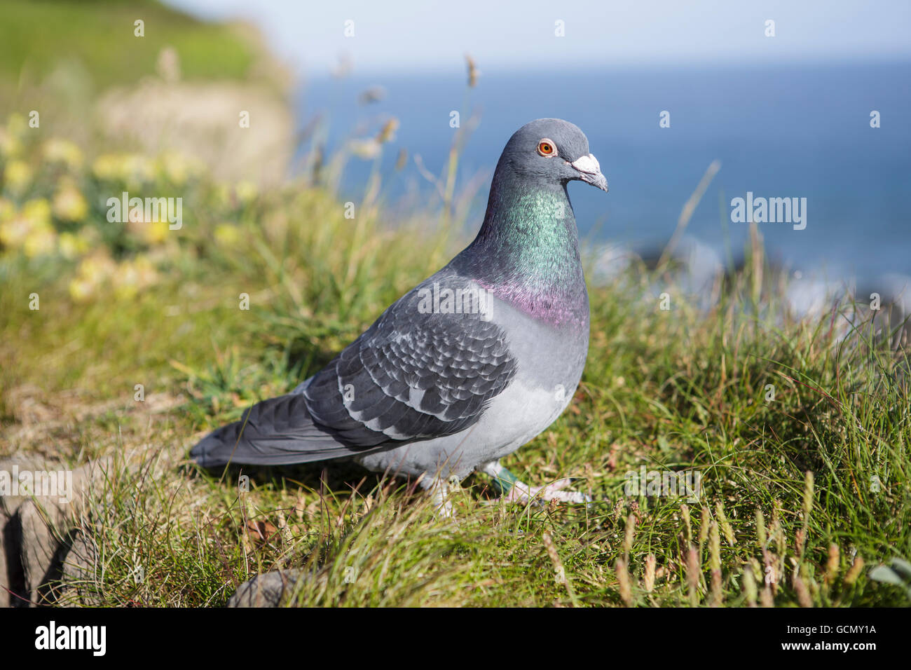Rock dove hi-res stock photography and images - Alamy
