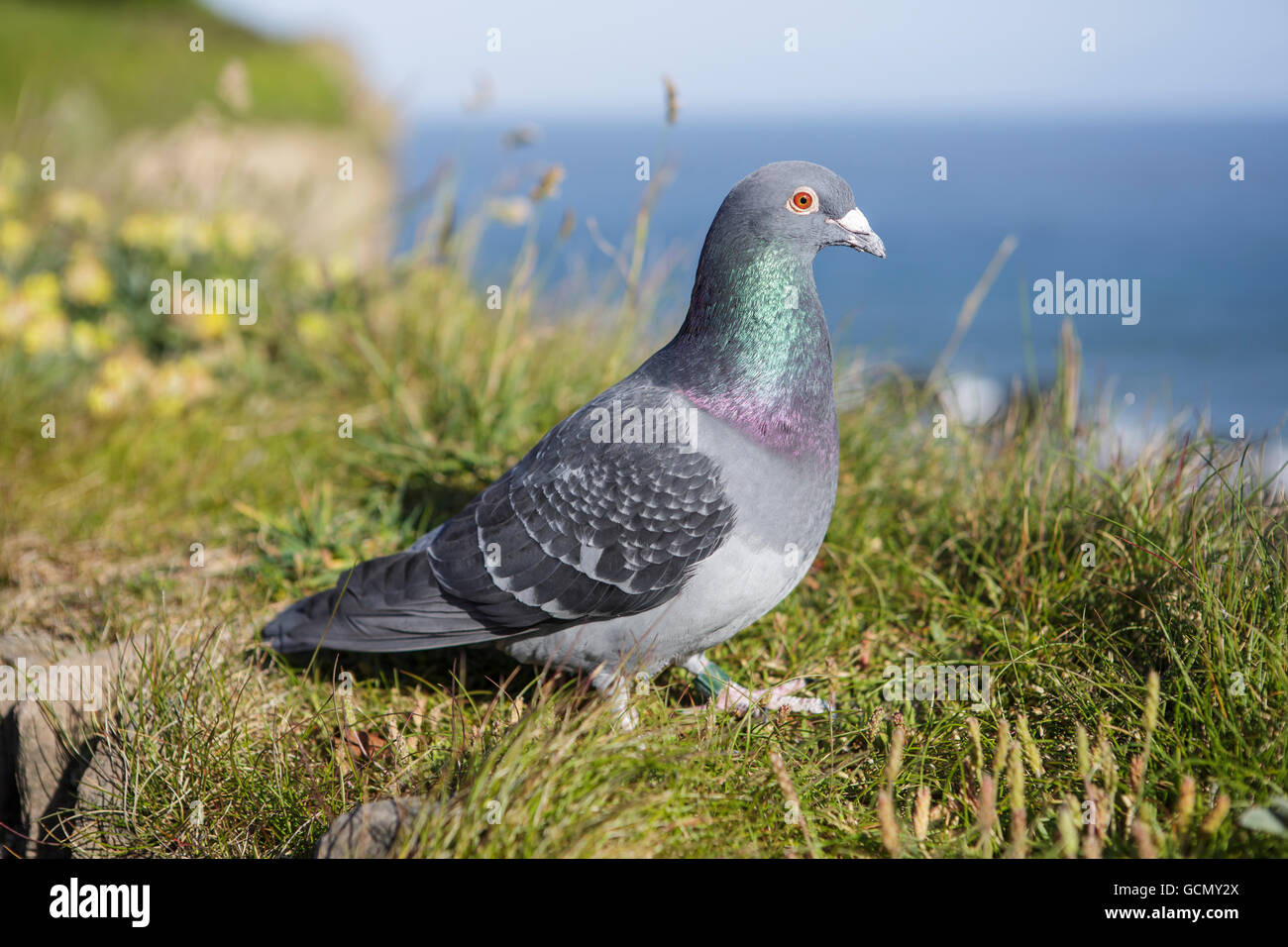 Rock dove or Feral Pigeon (Columba livia) sitting on top of a cliff ...