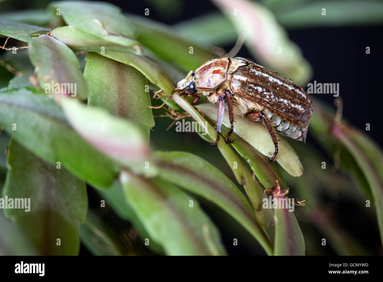 Belgrade, Serbia – A Cockchafer, Maybug (Melolontha hippocastani Stock ...