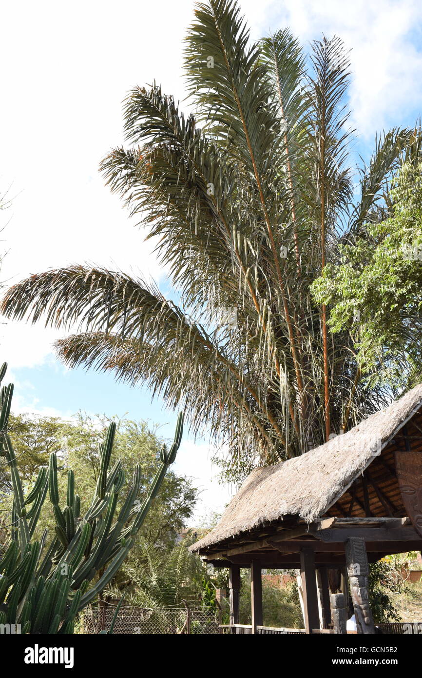 Palm trees and endemic plants in an african village Stock Photo - Alamy