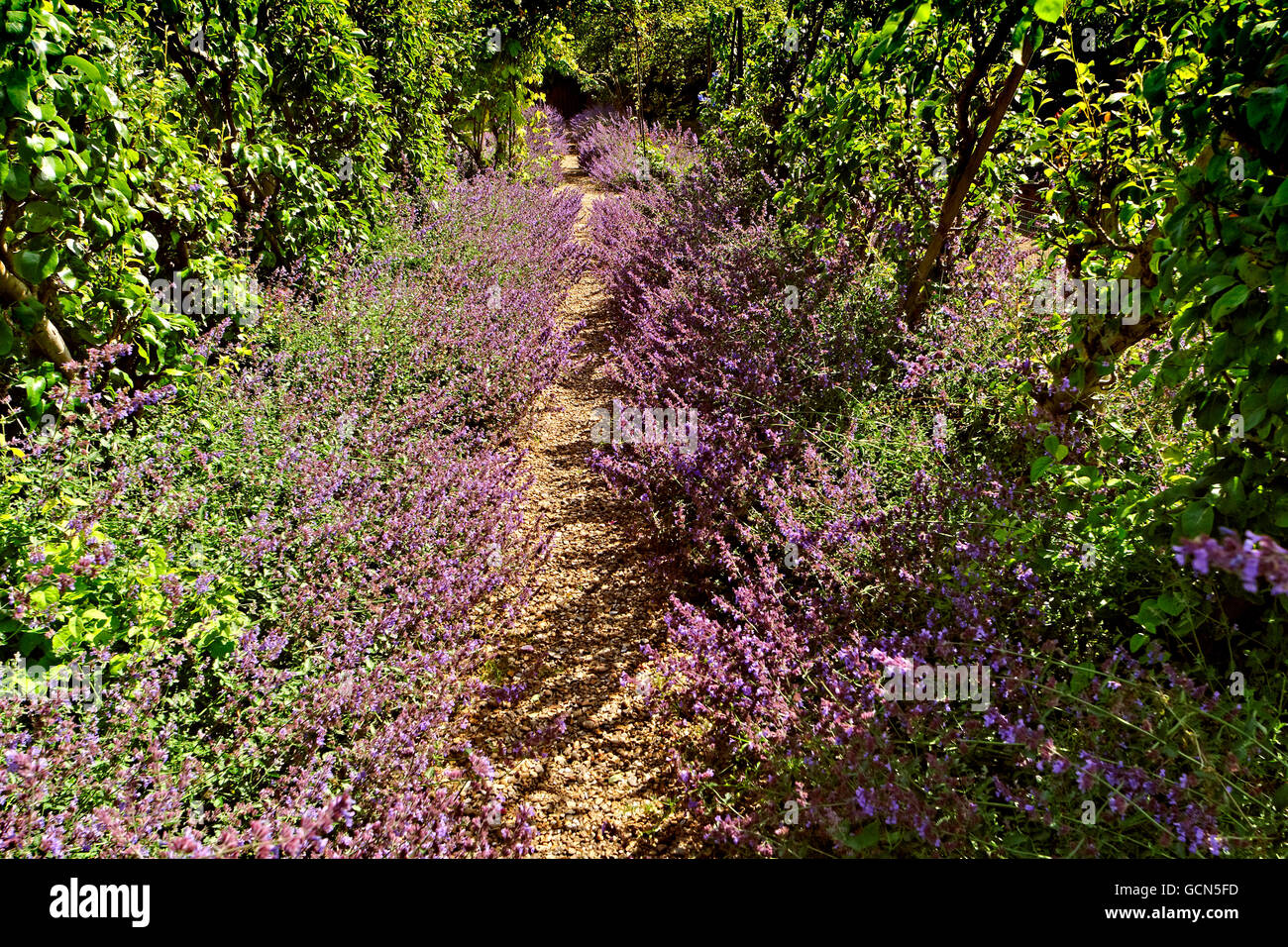 Old english lavender hi-res stock photography and images - Alamy