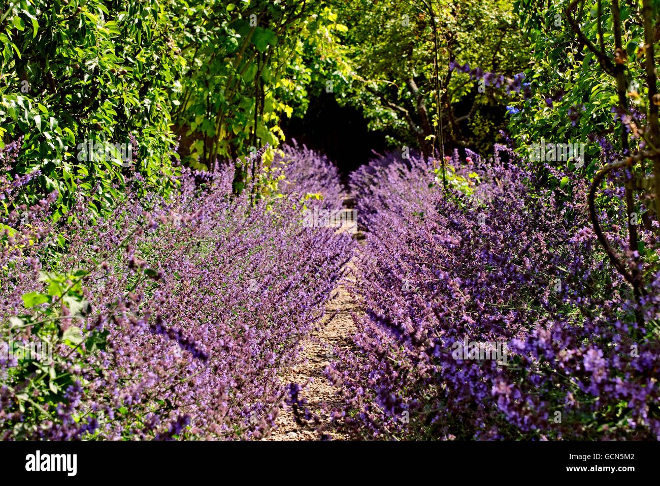 Lavender Path High Resolution Stock Photography and Images - Alamy