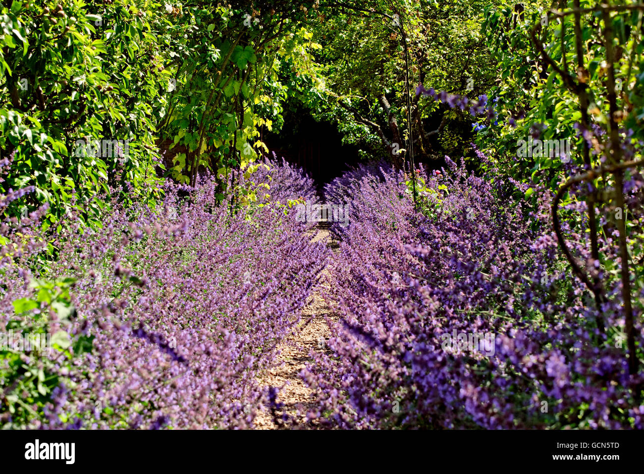 Old english lavender hi-res stock photography and images - Alamy