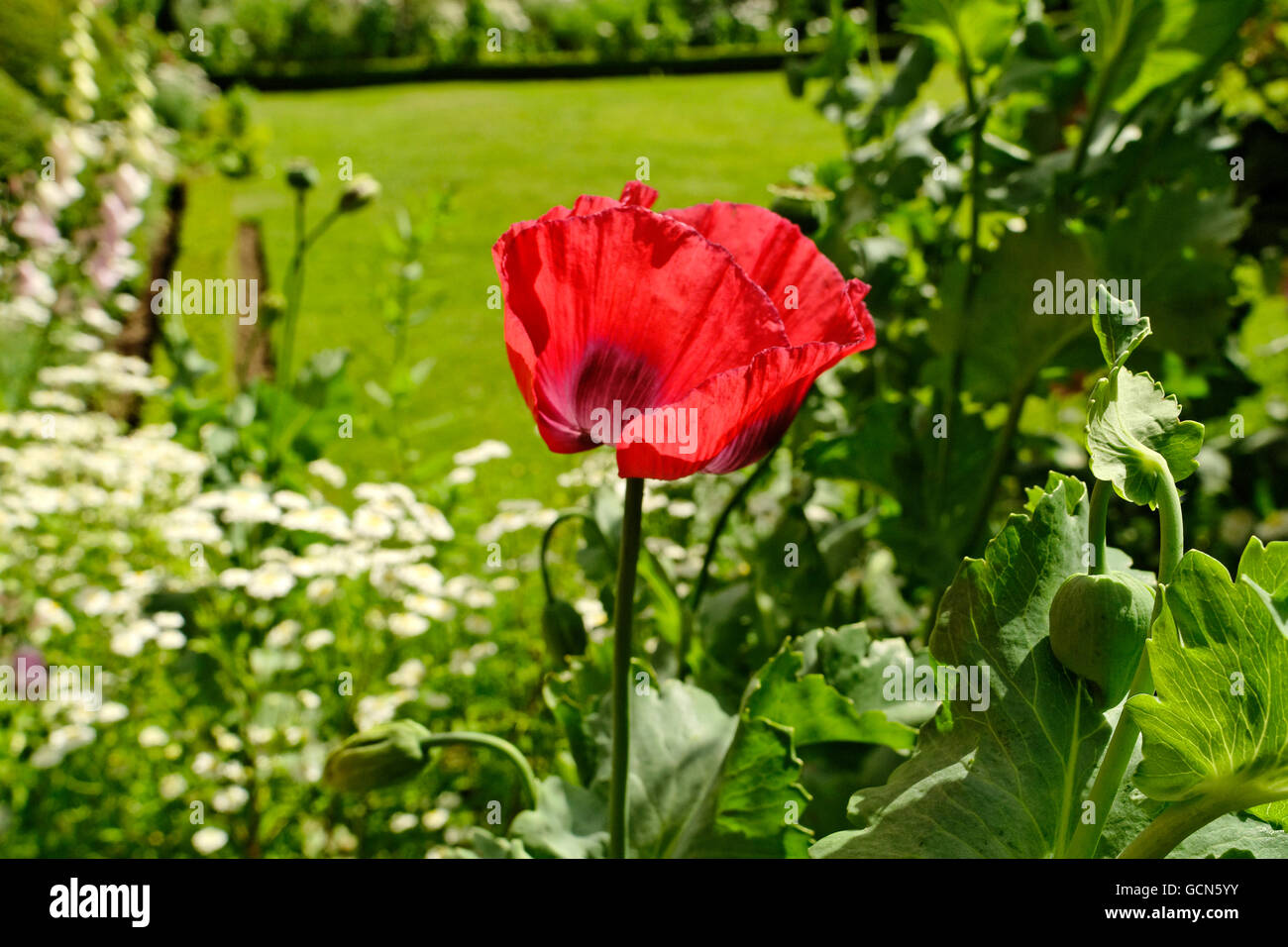 POPPY IN AN ENGLISH COUNTRY GARDEN Stock Photo - Alamy