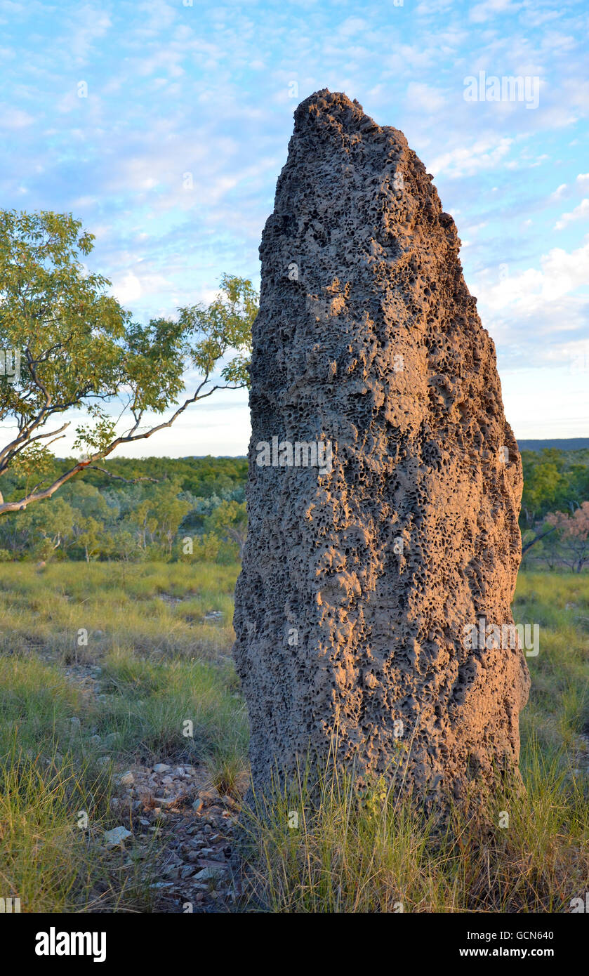 Giant termite mound (nest) in spinifex grassland of Outback Australia ...