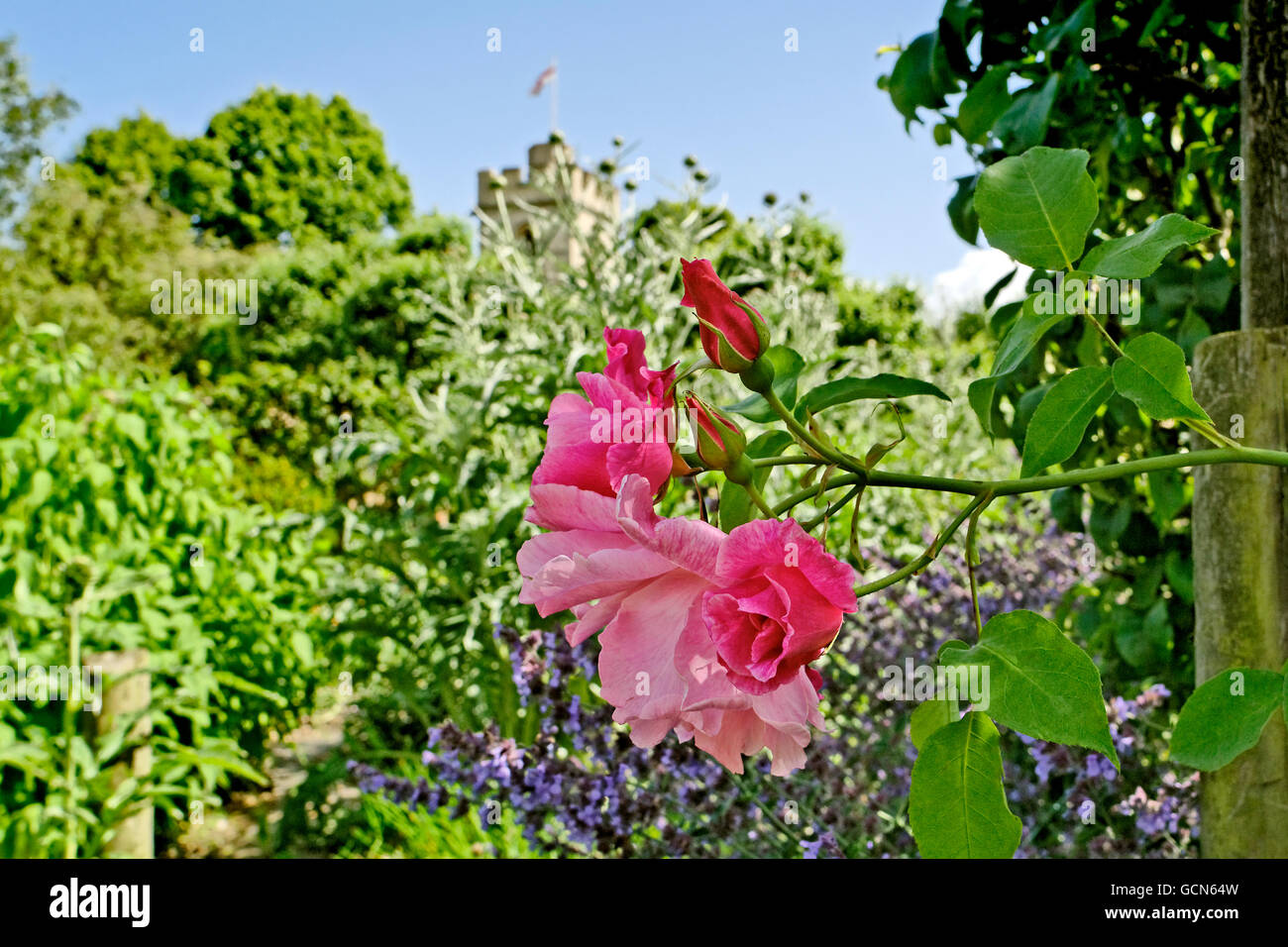 Rose garden lavender pink roses hi-res stock photography and images - Alamy