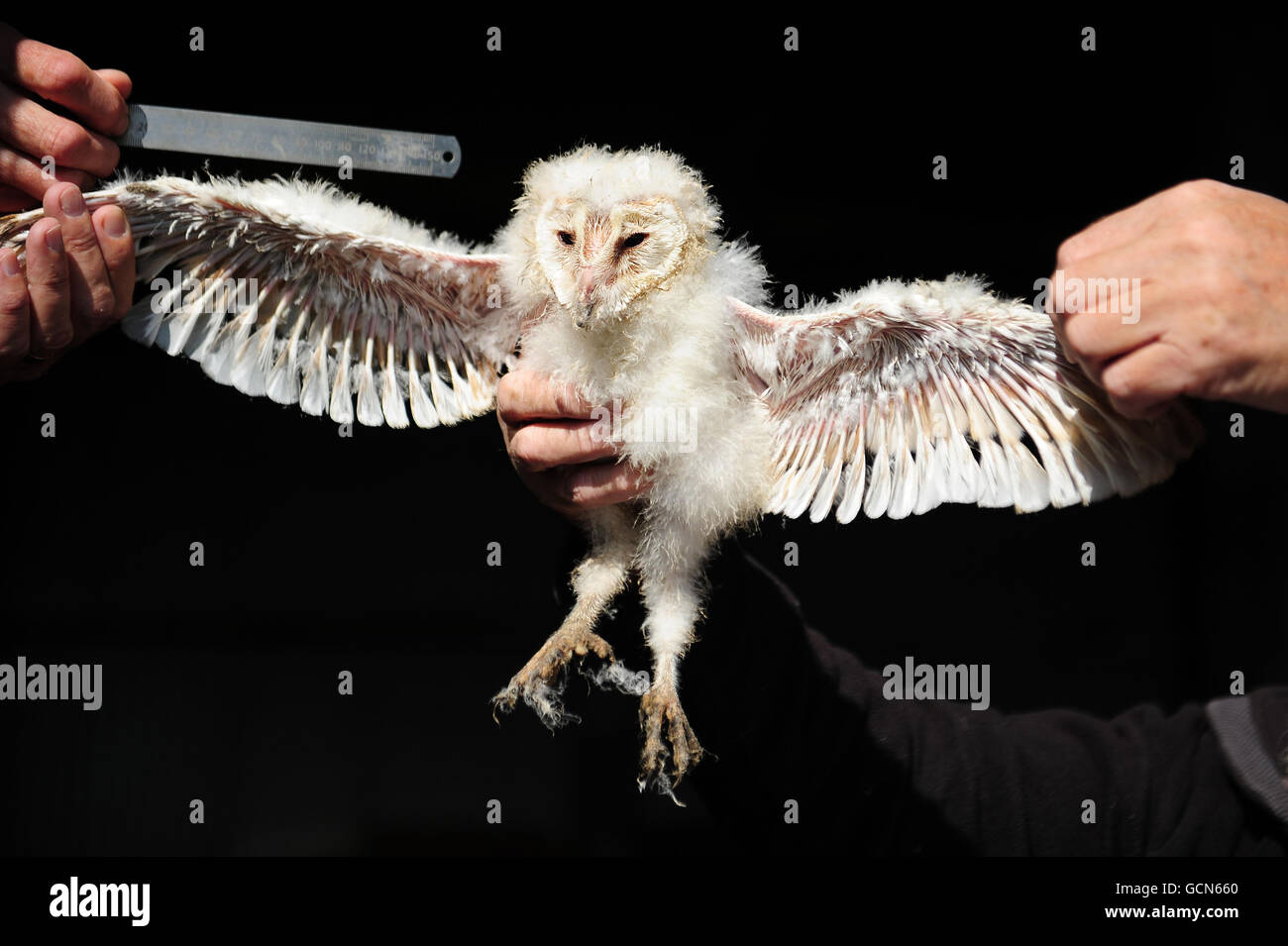 Barn Owl chicks Stock Photo - Alamy