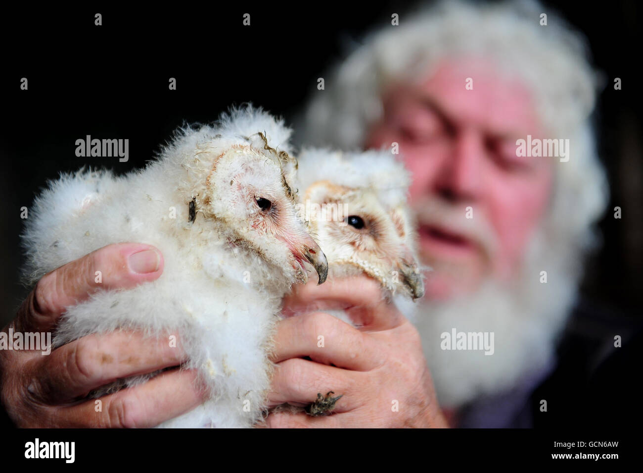 Ornithologist Brian Little checks two barn owl chicks in Kielder ...