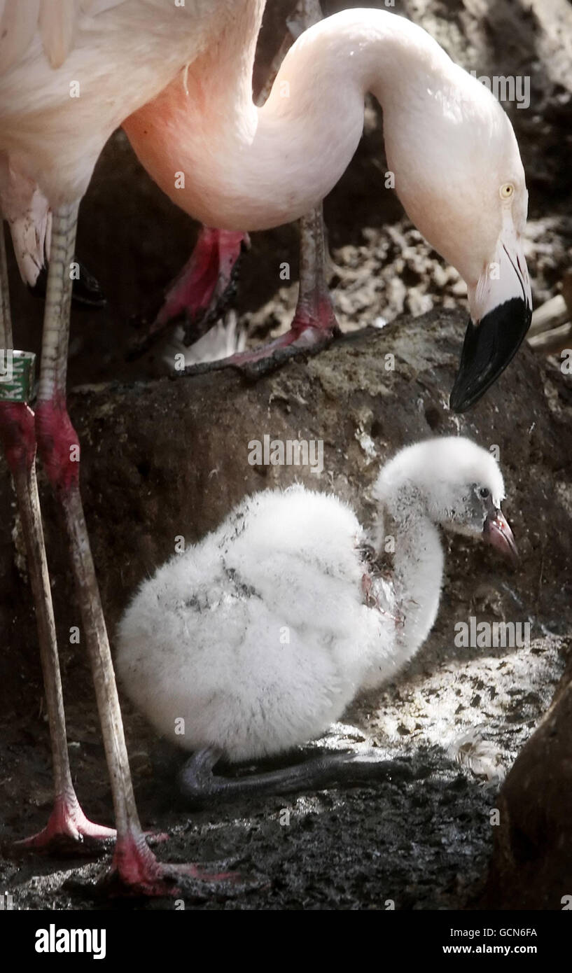 Flamingo chicks. A flamingo chick at Edinburgh Zoo Stock Photo - Alamy