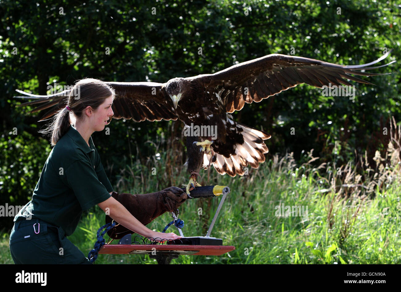 Falconer Laura Downie goes through her daily routine as she weighs ...