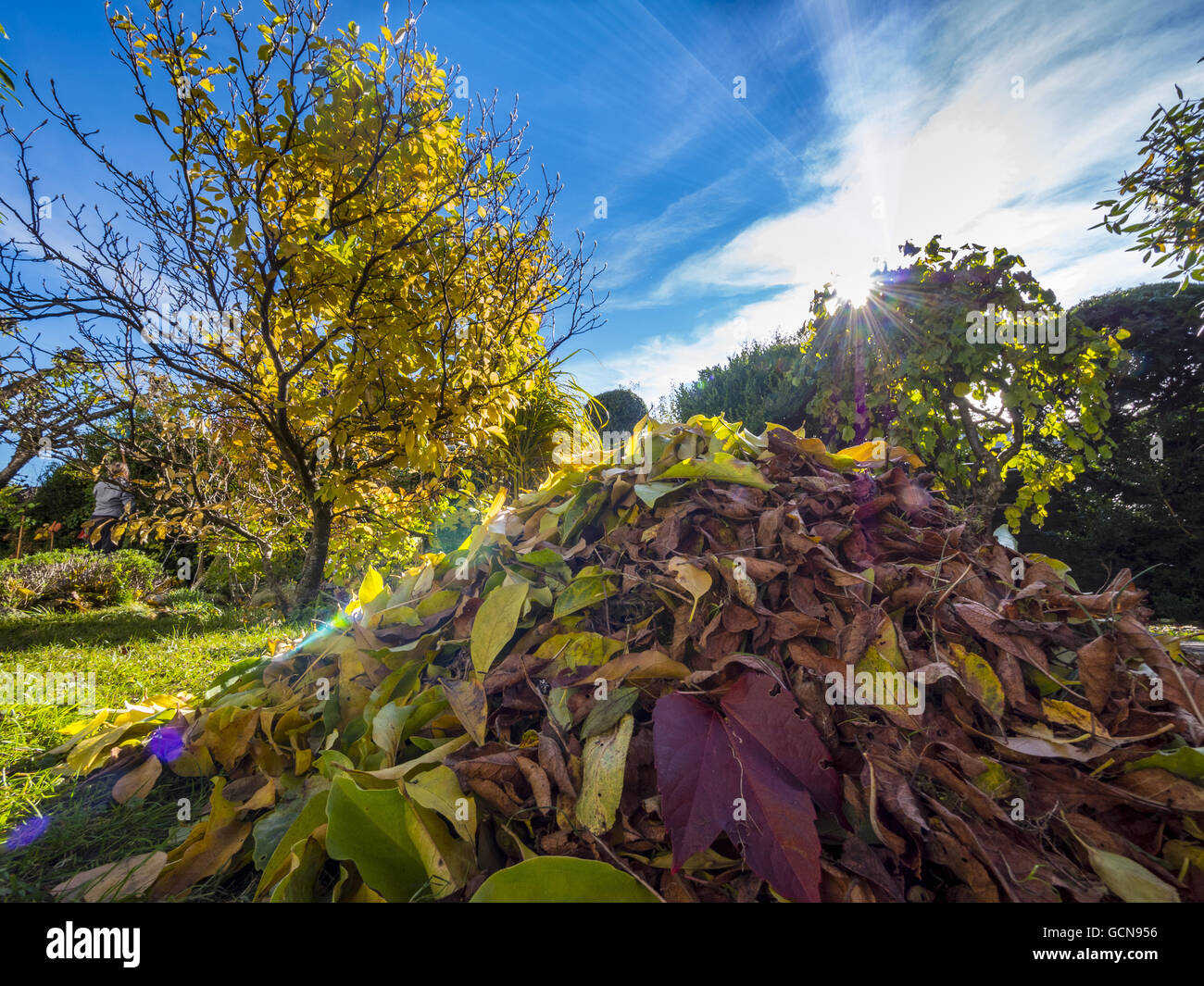 Large piles of leaves in the garden Stock Photo - Alamy