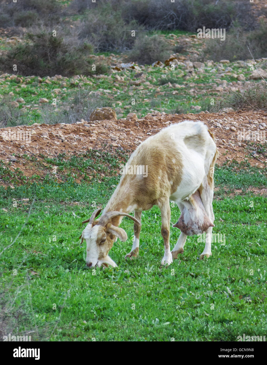 Eating goat hi-res stock photography and images - Alamy