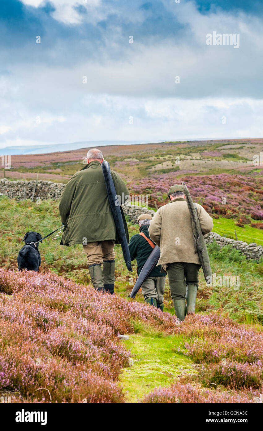 North Yorkshire, England Guns walking out on a grouse moor during a ...