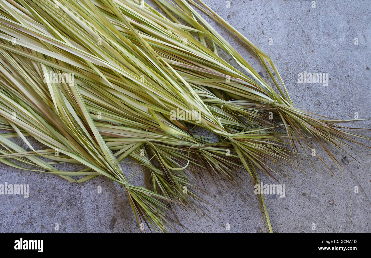 Nipa Palm Leaves Stock Photo - Alamy