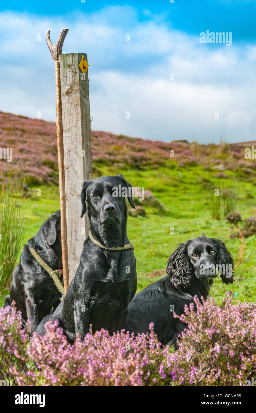 North Yorkshire, England UK - On a grouse moor during a driven grouse ...