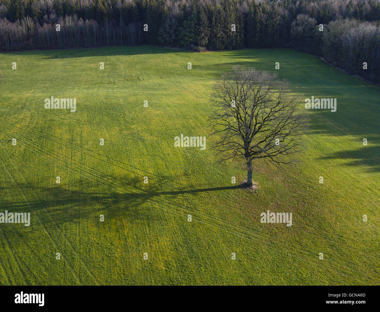 Aerial view of oak tree on meadow hi-res stock photography and images ...