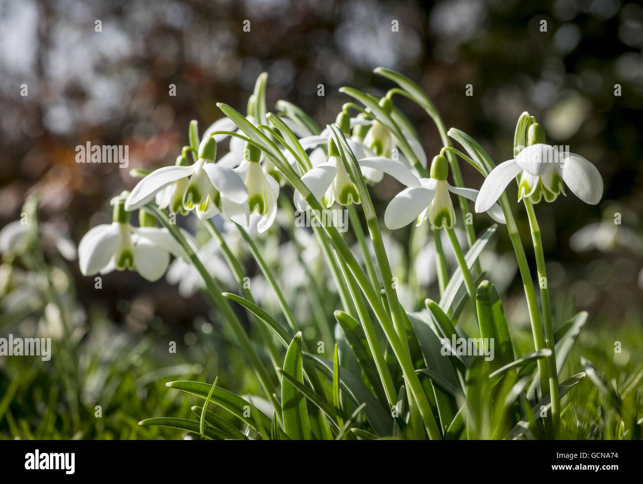 Iris and snowdrop hi-res stock photography and images - Alamy