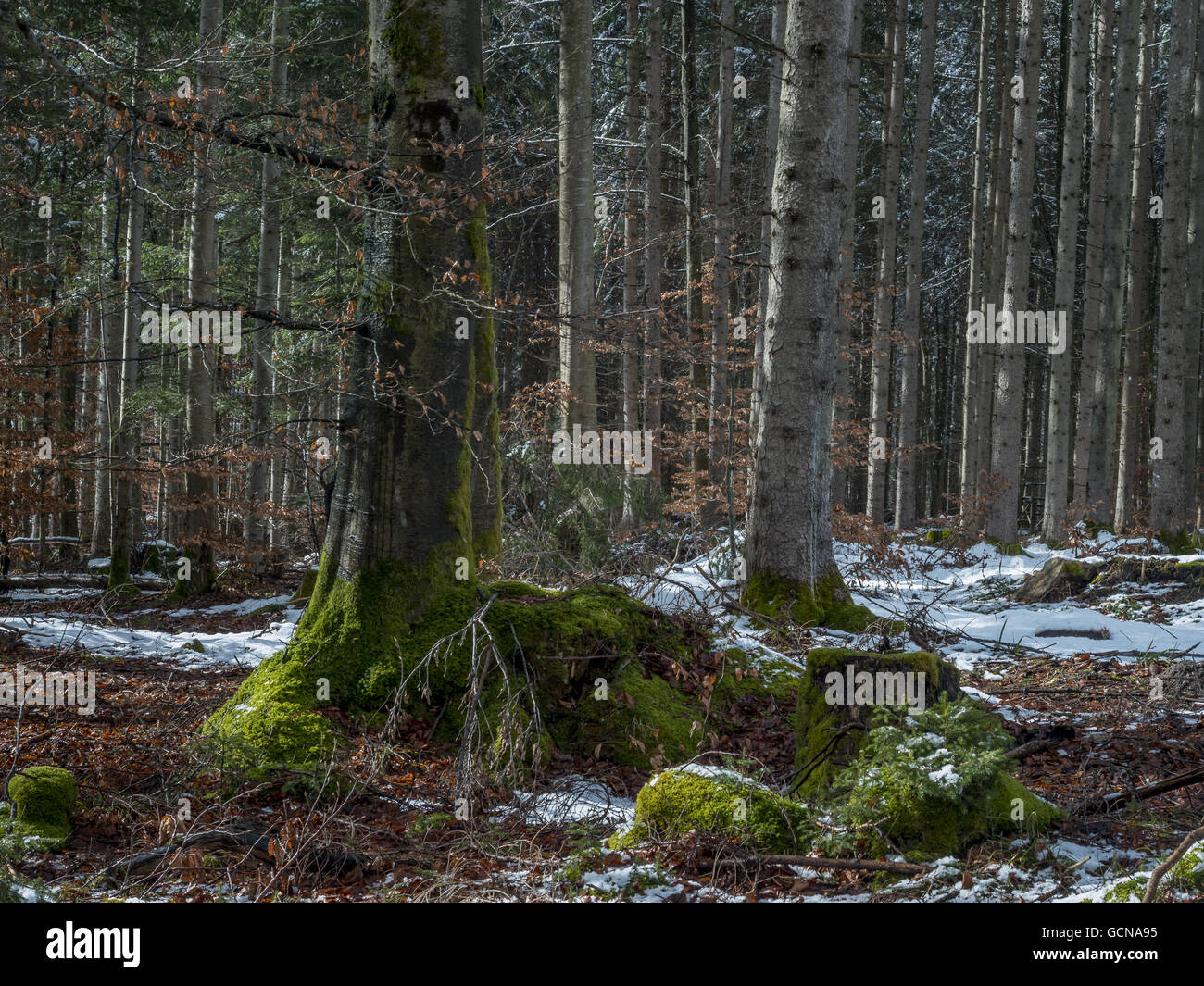 Forest in Spring Stock Photo - Alamy