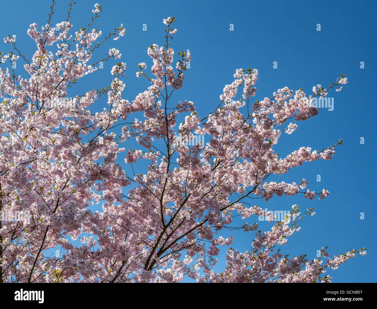Cherry tree in full blossom, Munich, Germany Stock Photo - Alamy