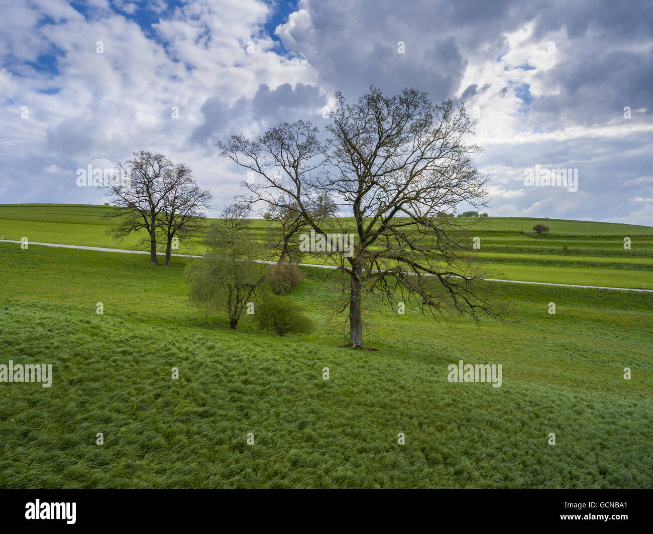 Leafless Oak Tree on a meadow in Spring Stock Photo - Alamy