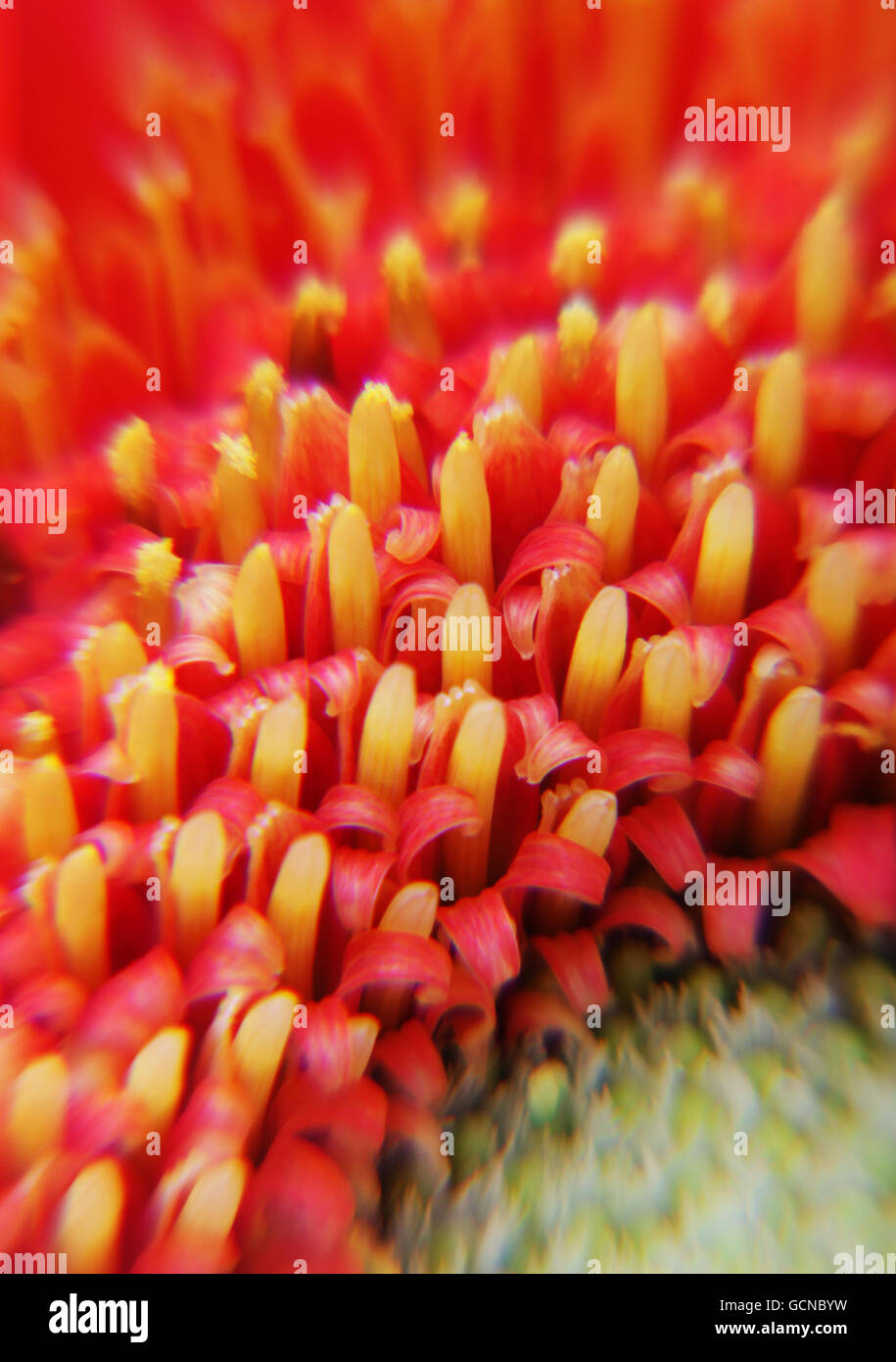 red gerbera flower close up background Stock Photo - Alamy