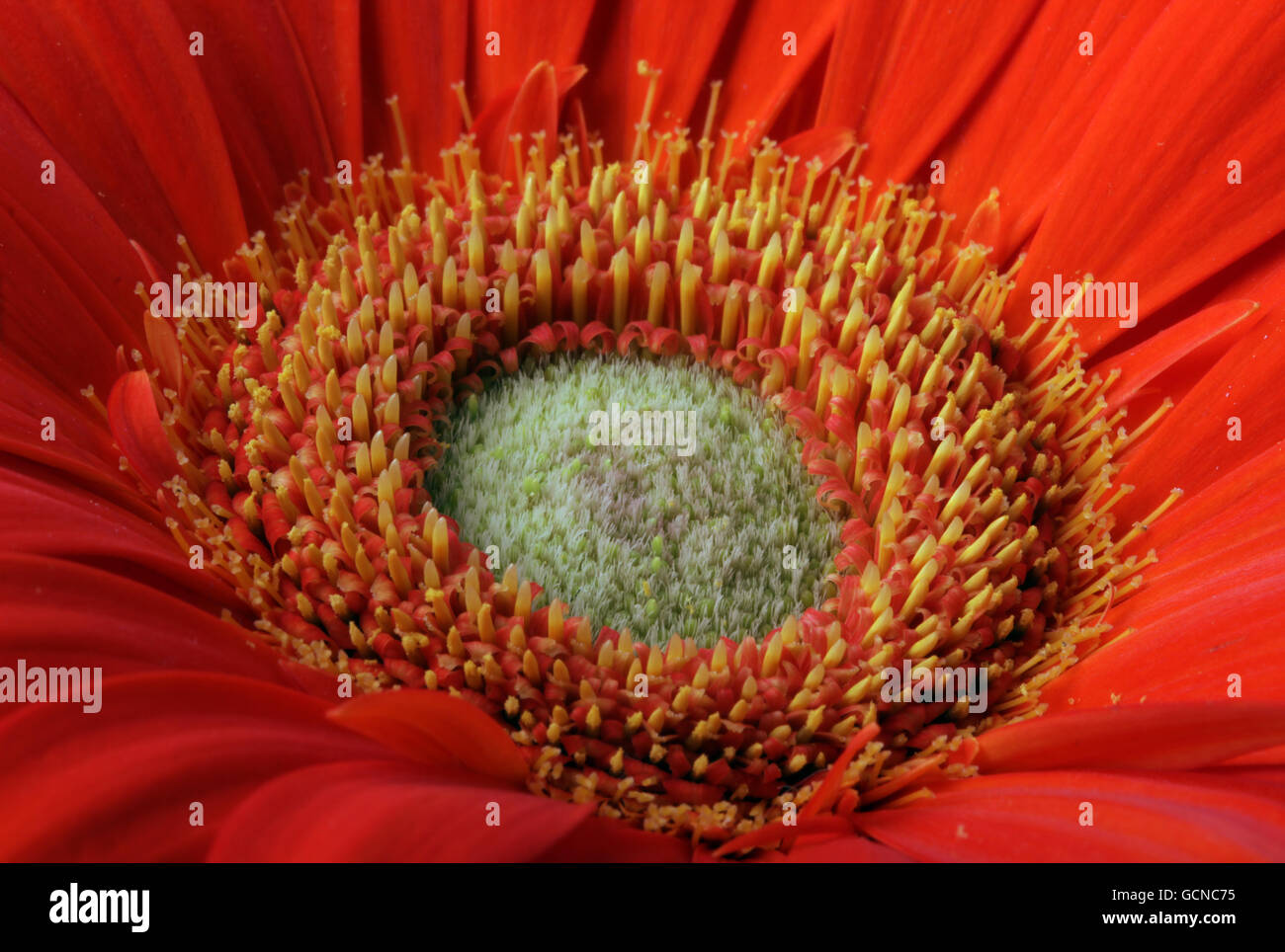 red gerbera flower close up background Stock Photo - Alamy