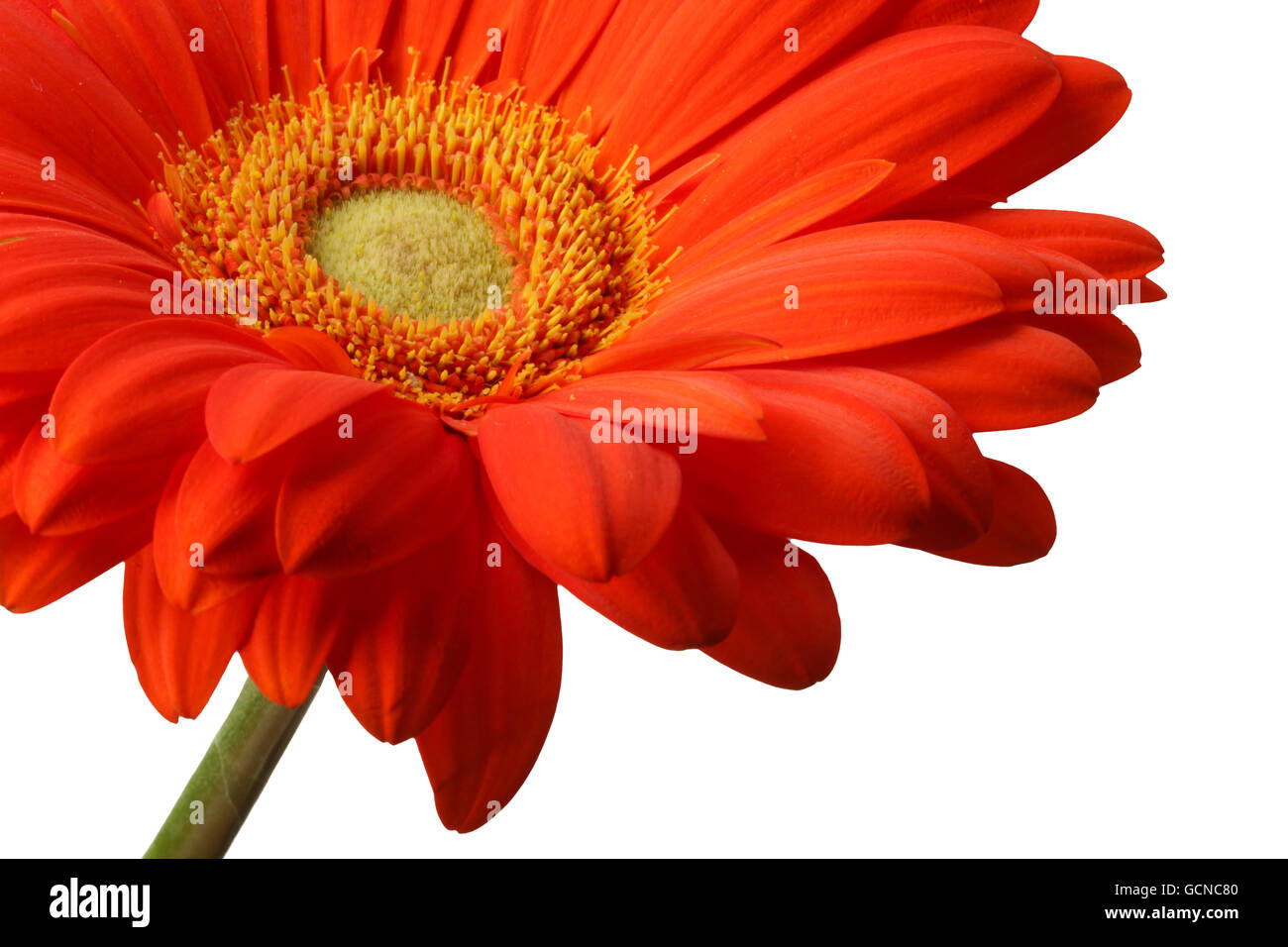 red gerbera flower close up background Stock Photo - Alamy